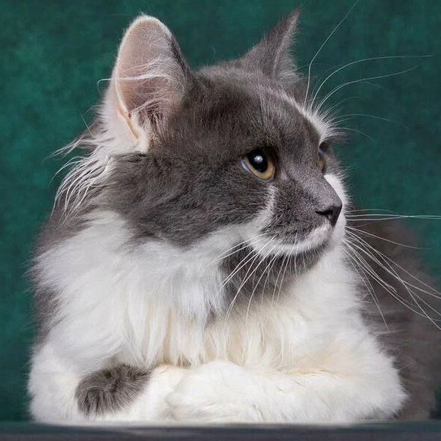 Взрослый кот в добрые руки