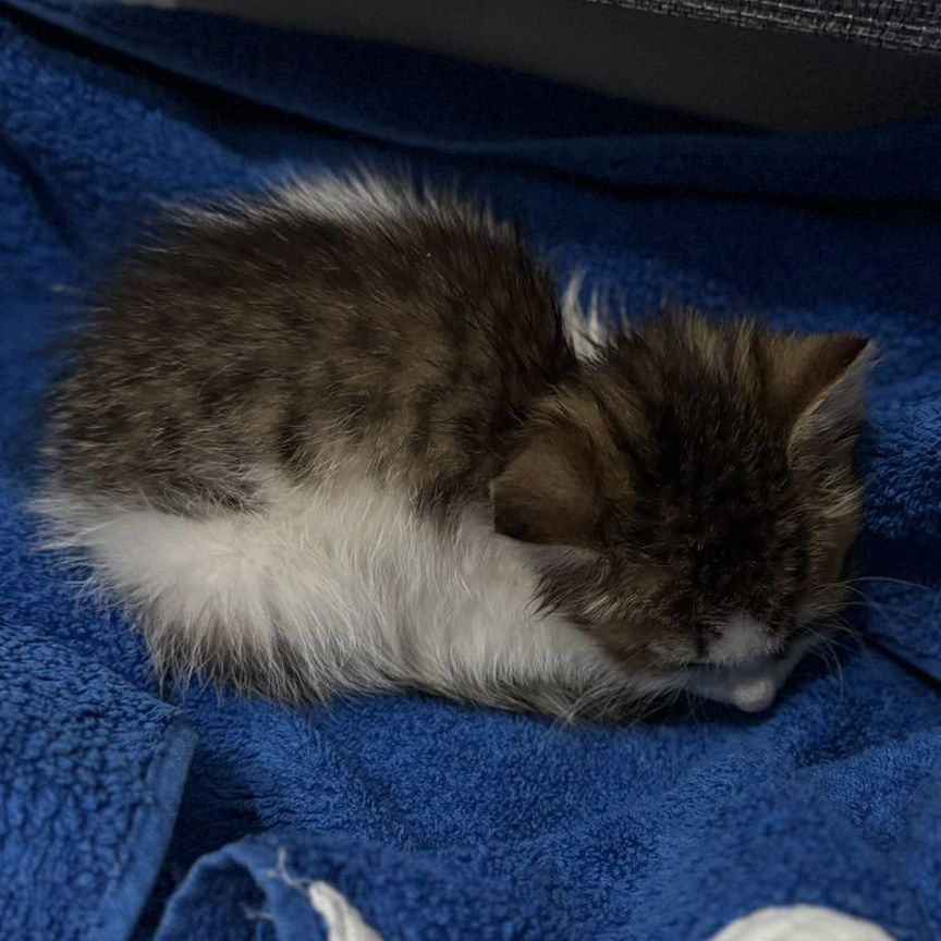 Котёнок в добрые руки