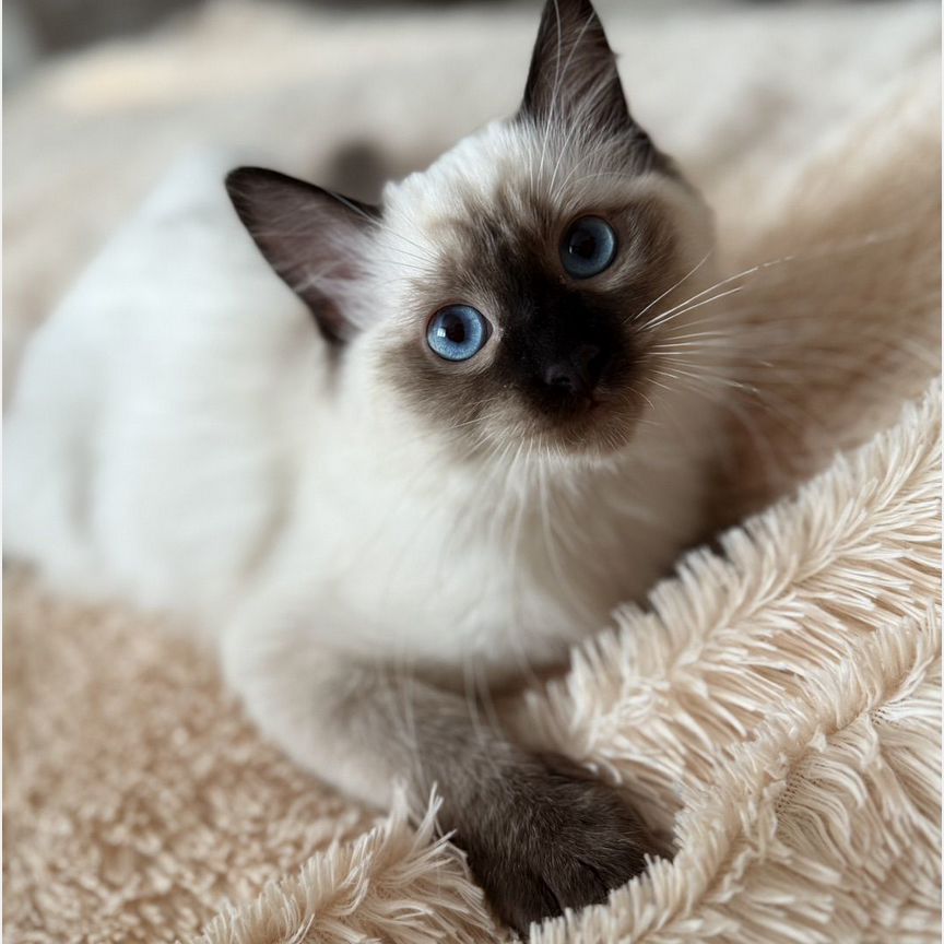 Котята рэгдолл
