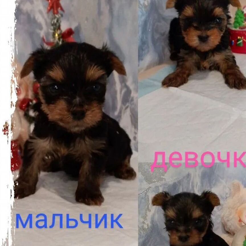 Йоркширский терьер, щенок