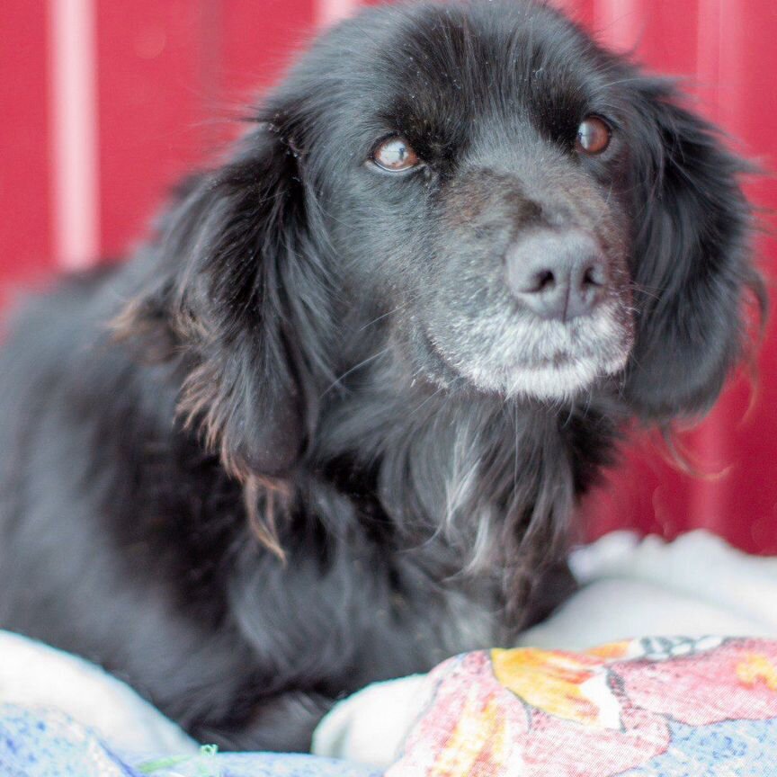 Собака в добрые руки отдам бесплатно