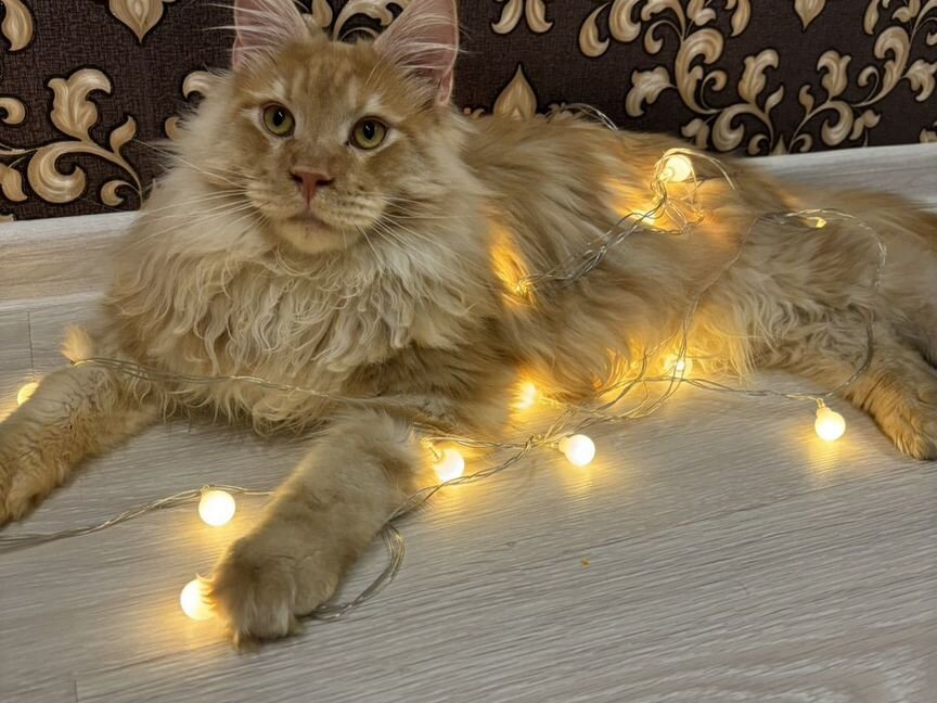 Кот мейн-кун рыжий не кастрированный