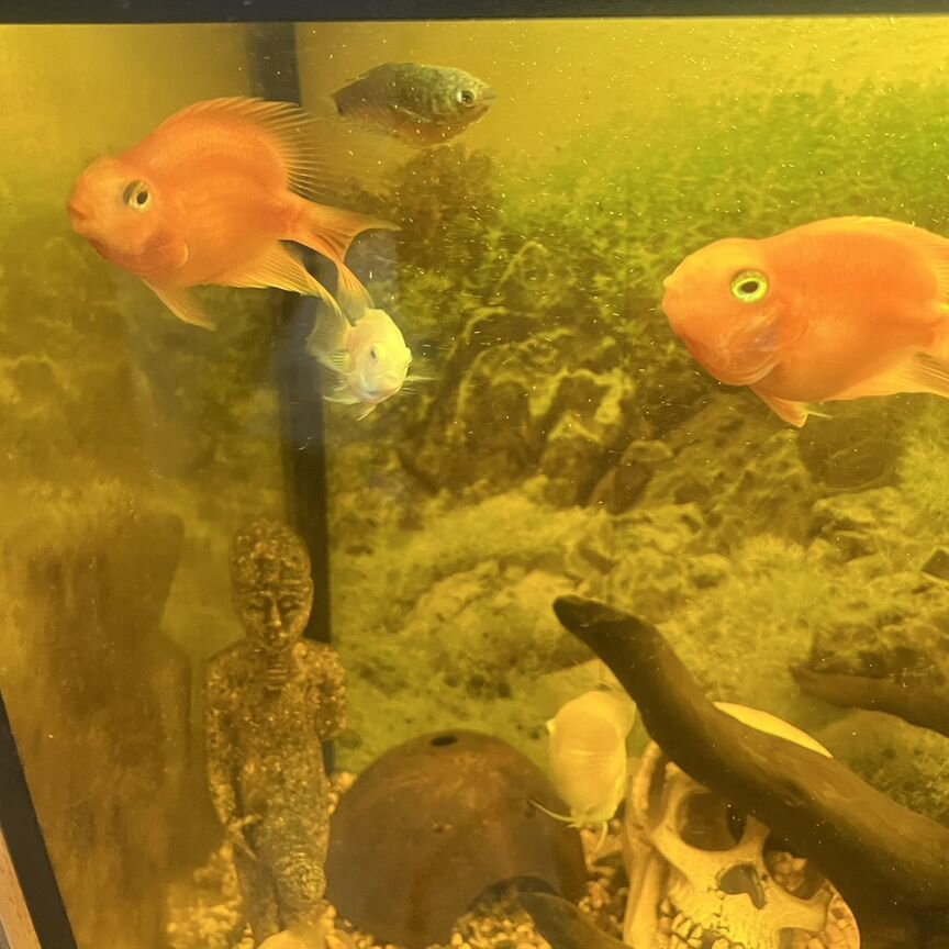 Аквариумные рыбки