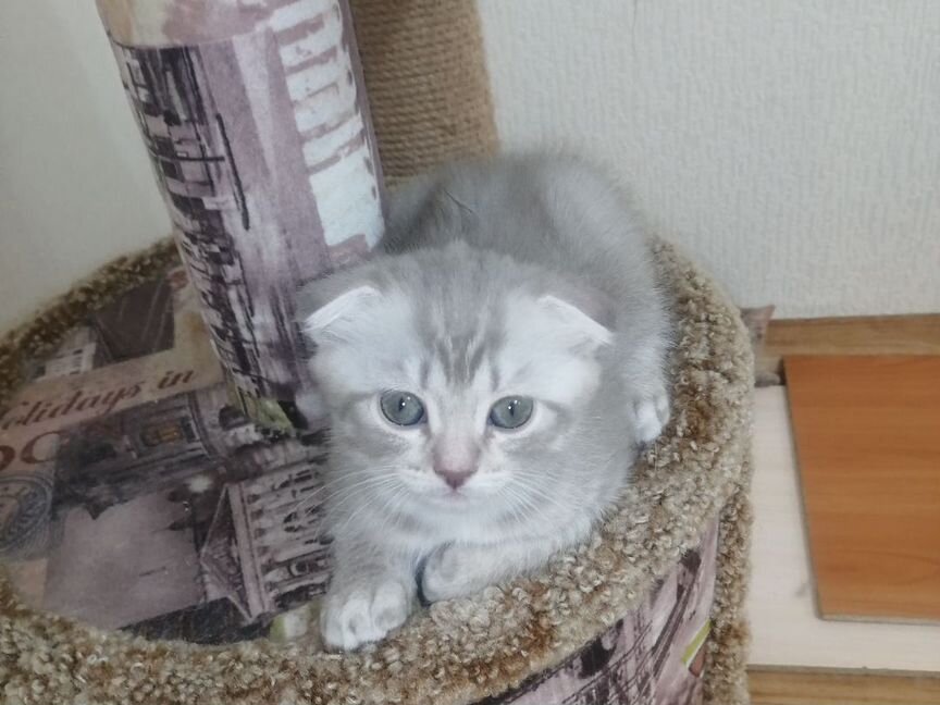 Шотландская вислоухая