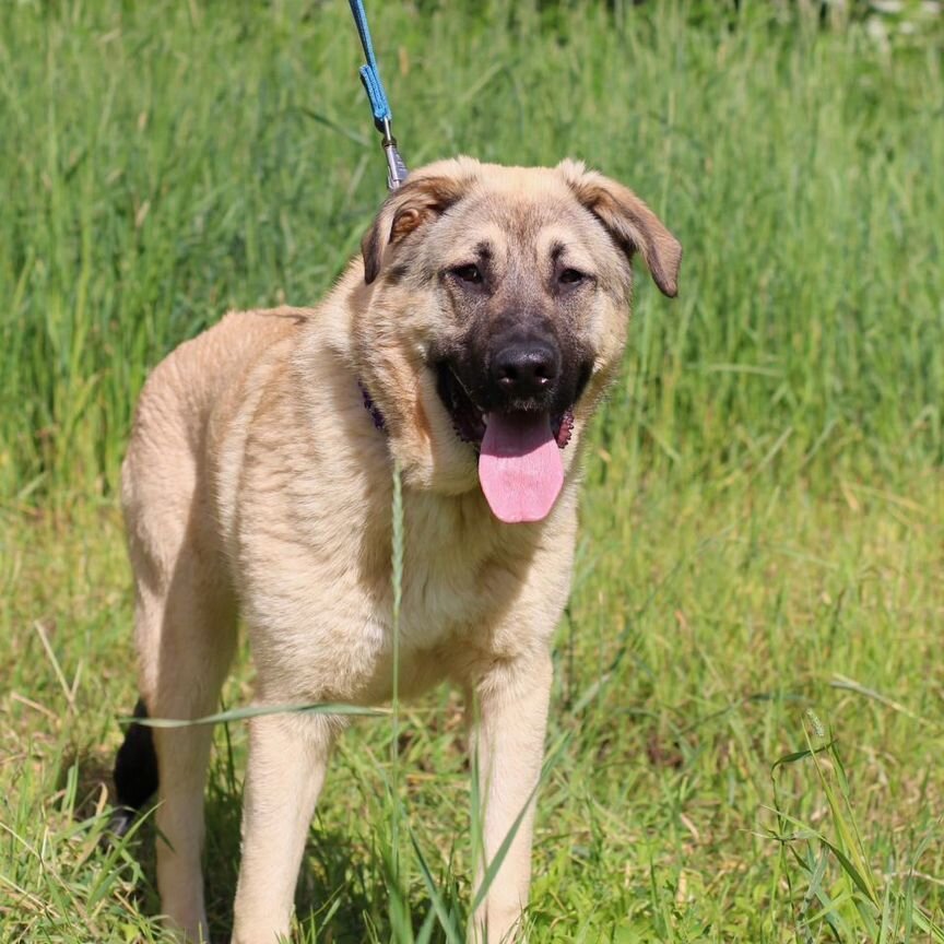 Пристраиваем щенка