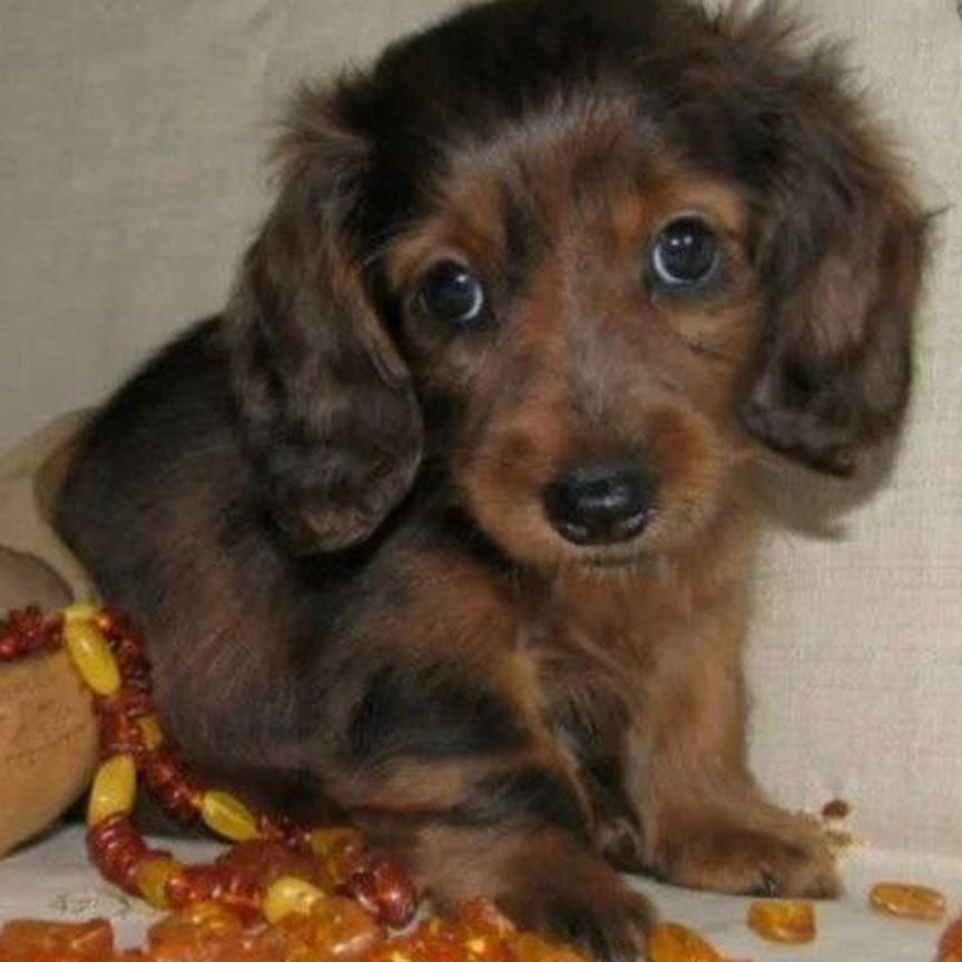 Кроличья такса, щенок