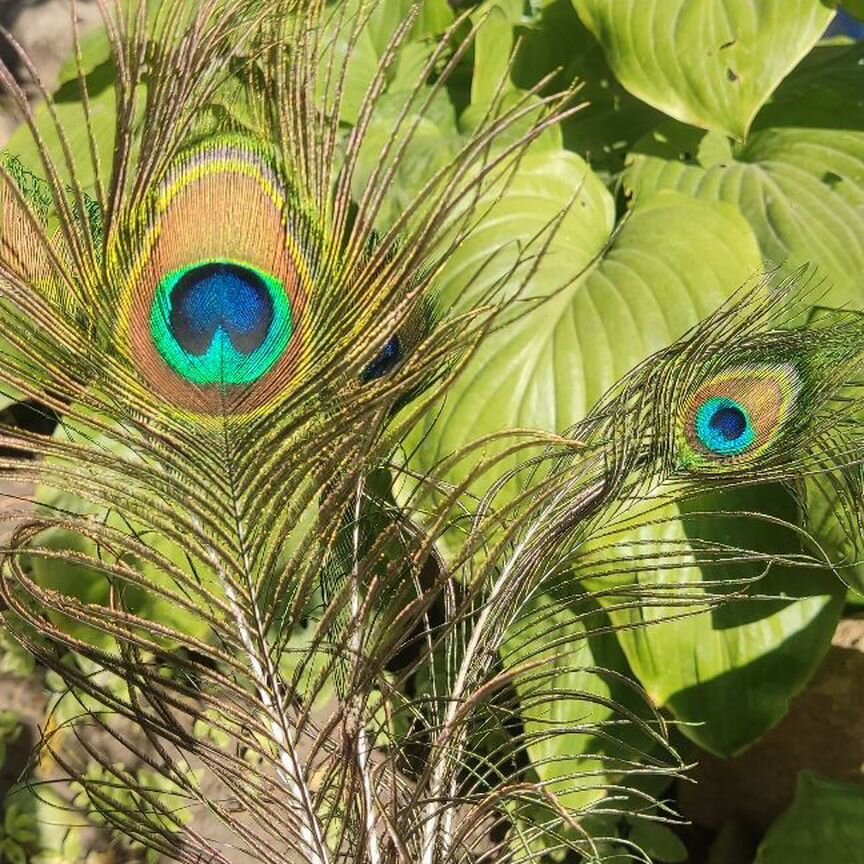 Перо павлина