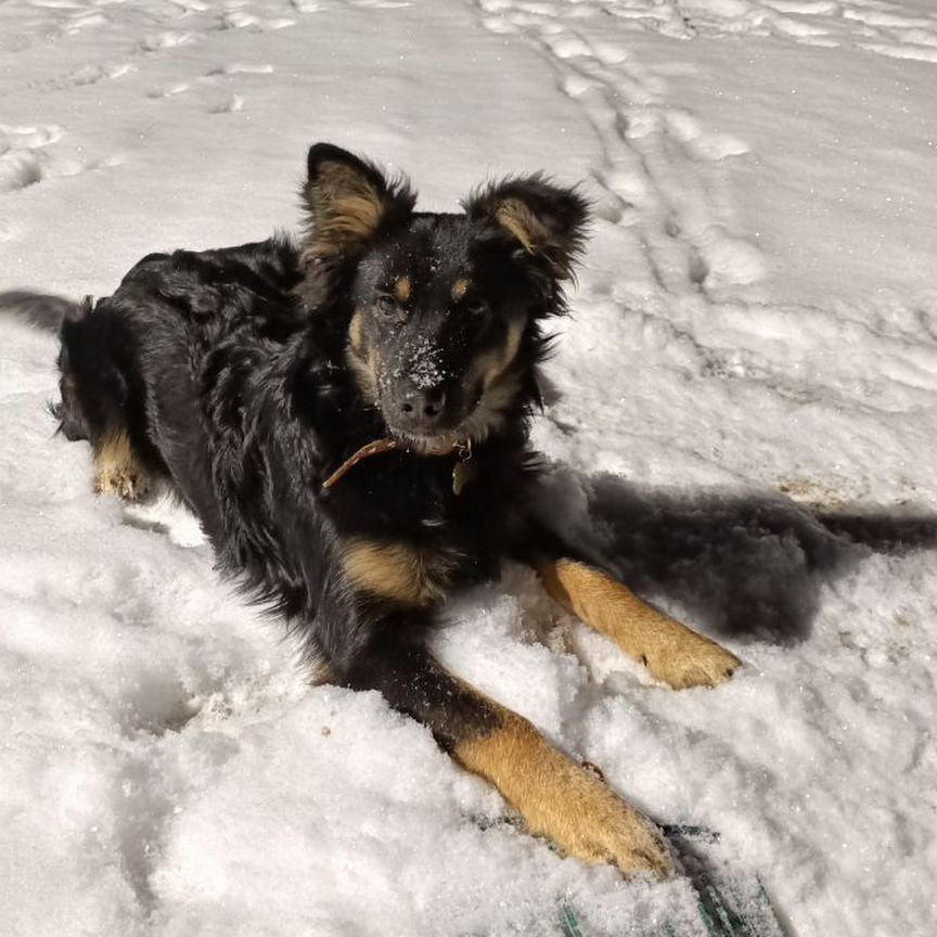 Щенок в добрые руки