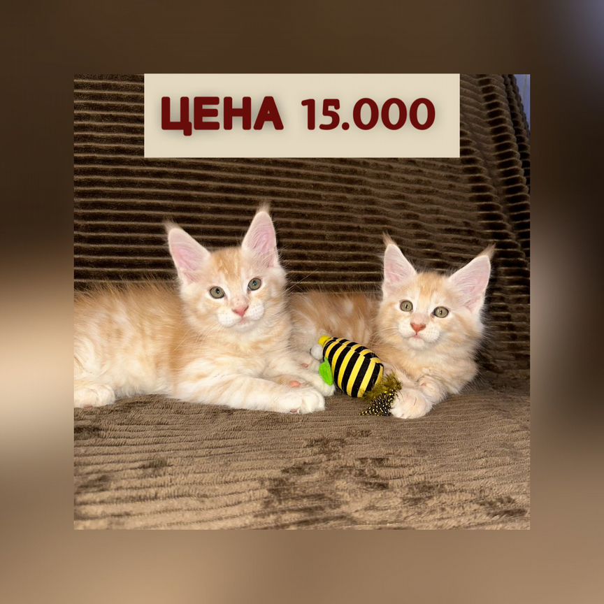 Мейн-кун котёнок