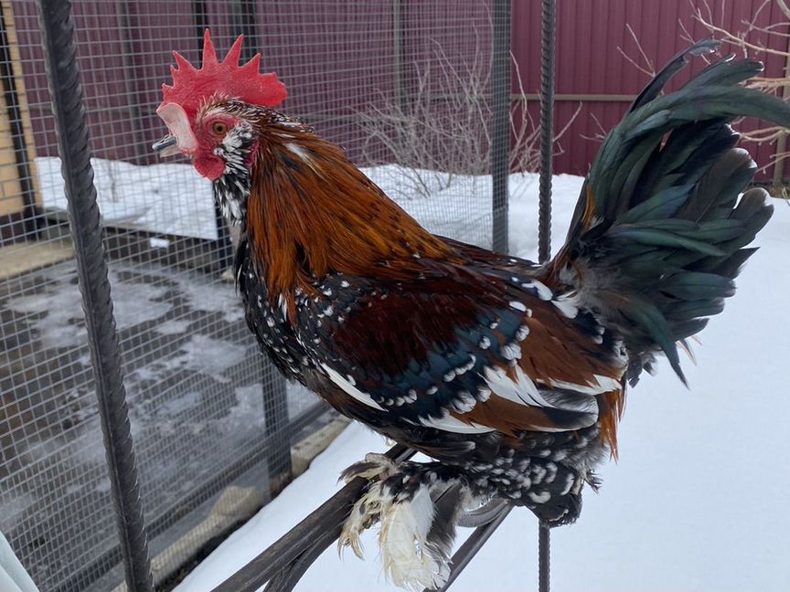 Петушок бентамка карликовый