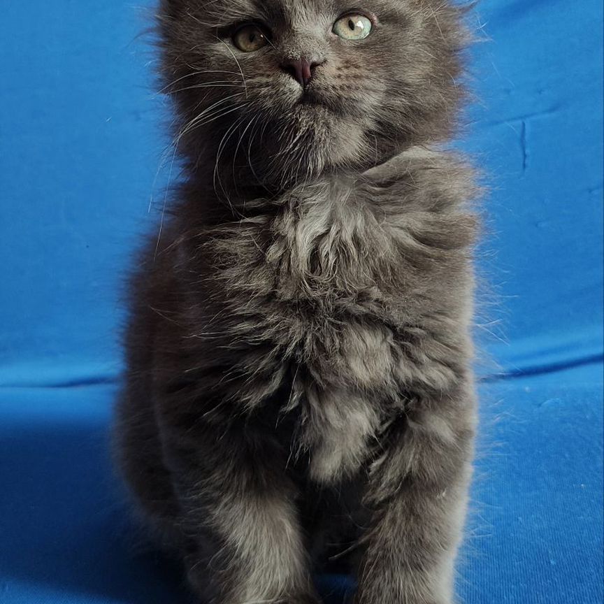 Котята мейн-кун