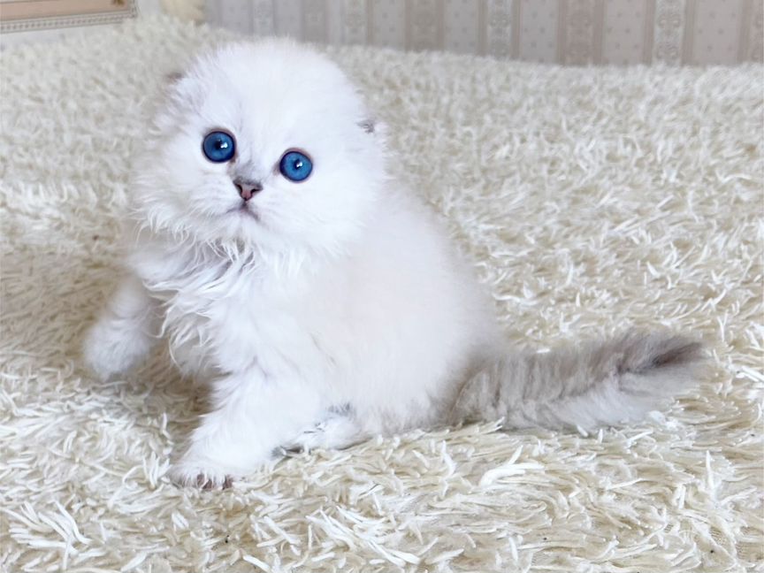 Длинношерстный вислоухий мальчик