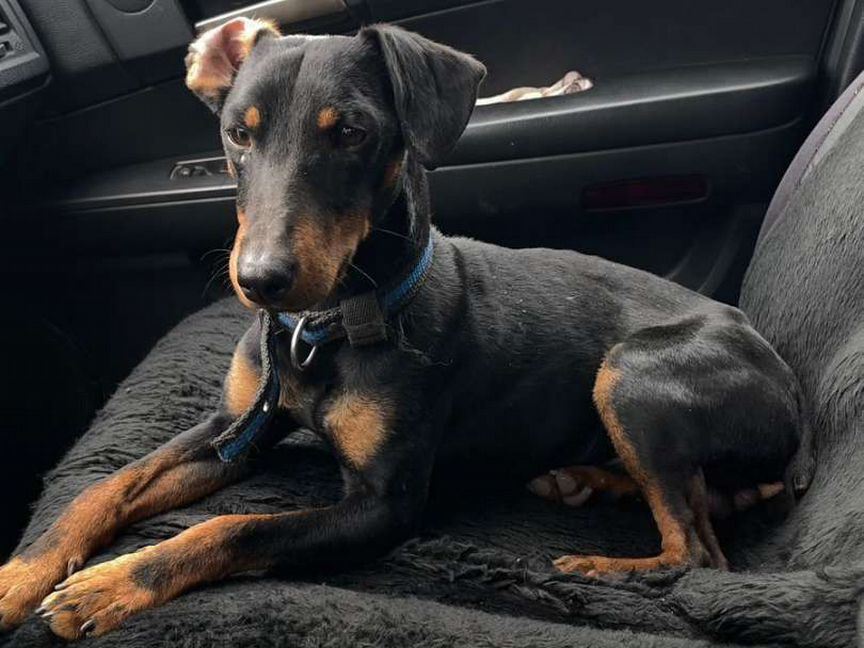 Вязка ягдтерьера