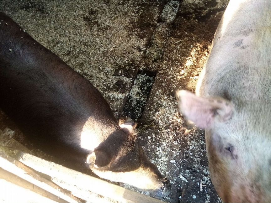 Пищевые отходы