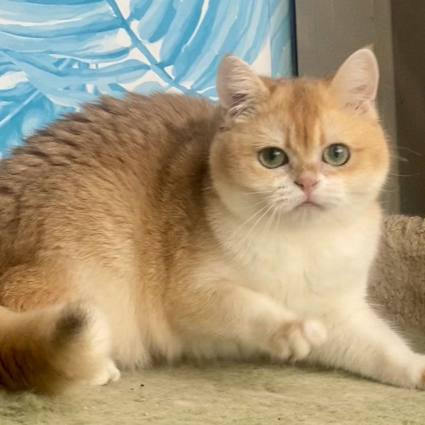 Британский короткошёрстный котёнок