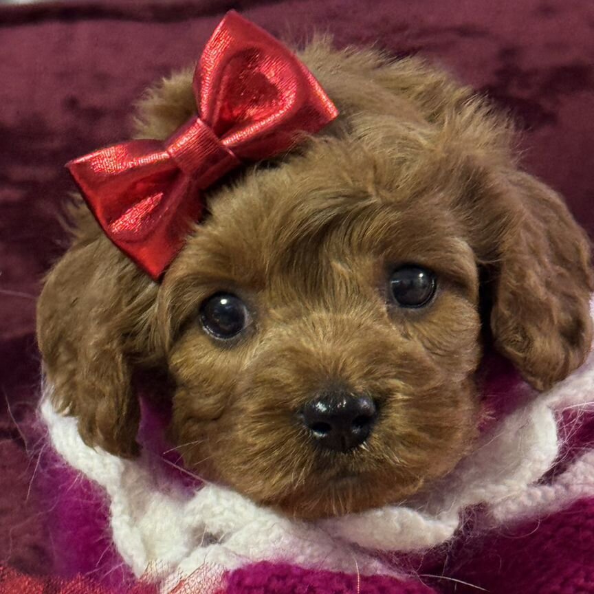 Кавапу, щенок