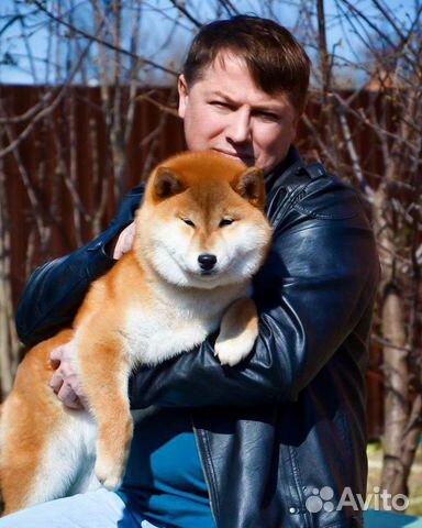 Девочка Сиба 5мес нереально красивая