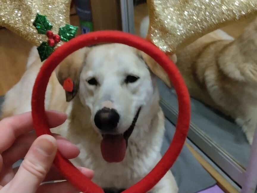 Новогоднее чудо