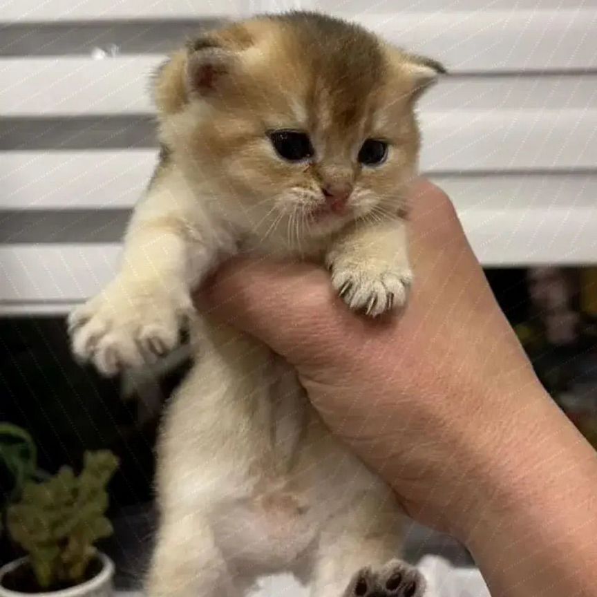 Британский короткошёрстный котёнок