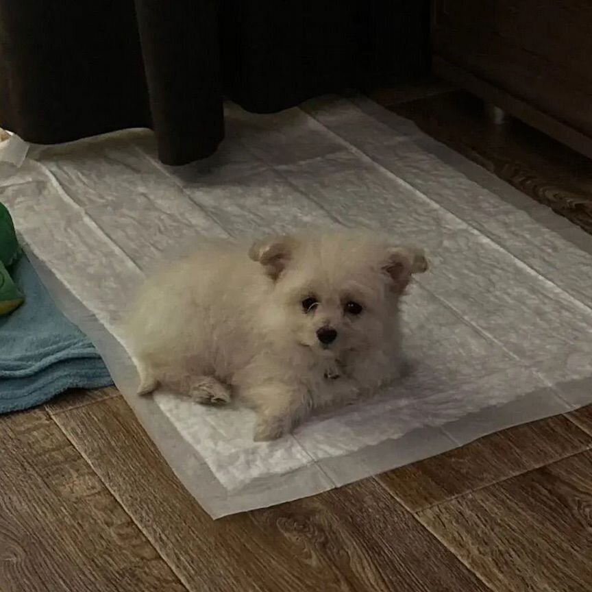 Мальтипу, щенок