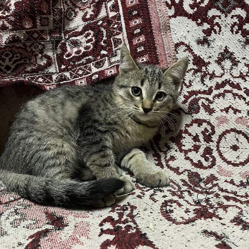 Котята