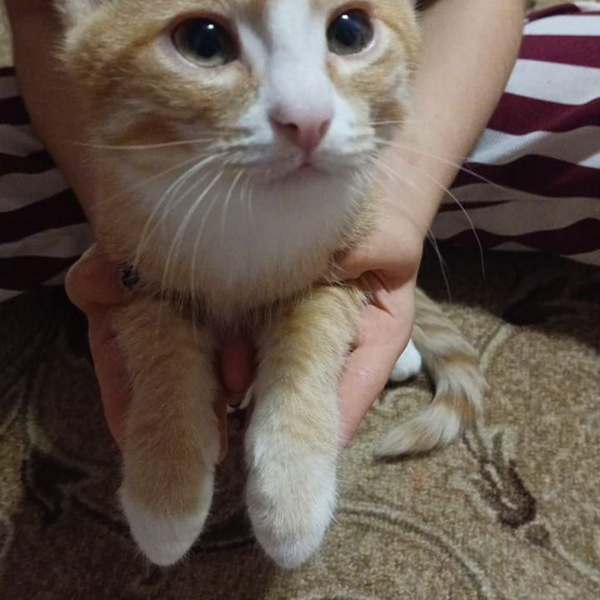 Рыжий котенок