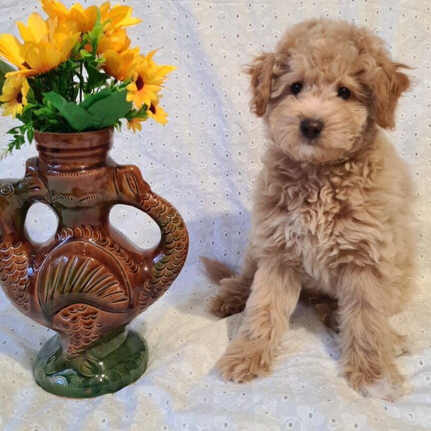 Мальтипу, щенок