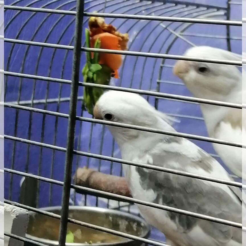 Попугай корелла