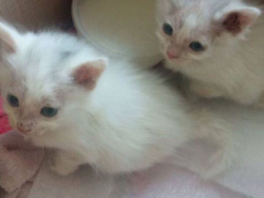 Кошка котята белые