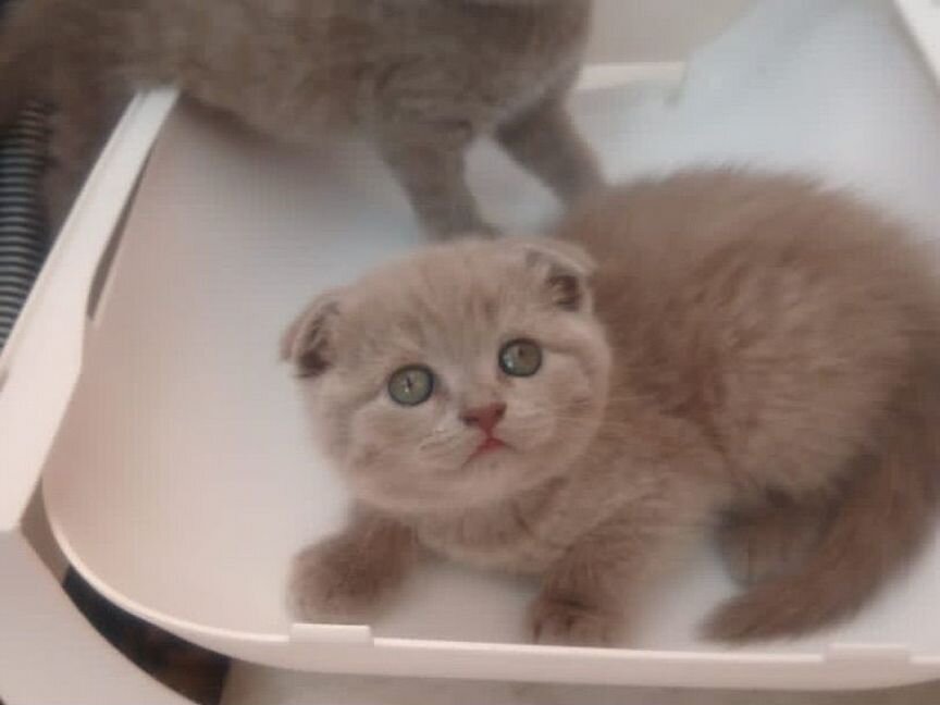 Лиловые шотландские котята
