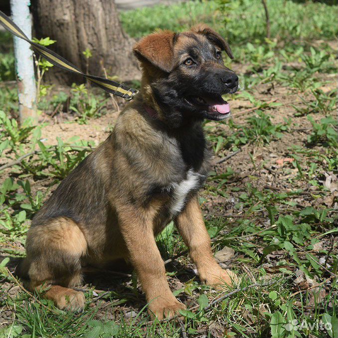 Щеночек ищет маму и папу