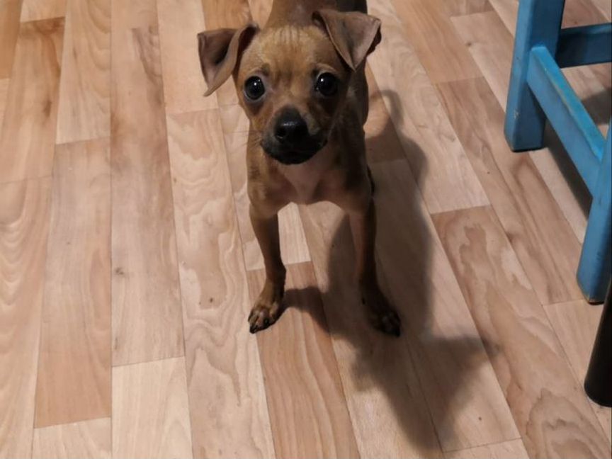 Собака порода той-терьер мальчик