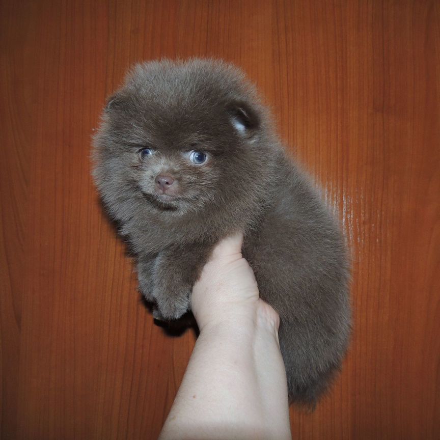 Лиловый Гномик