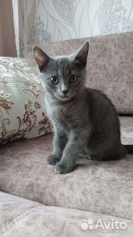 Отдается в хорошие руки котенок (девочка)