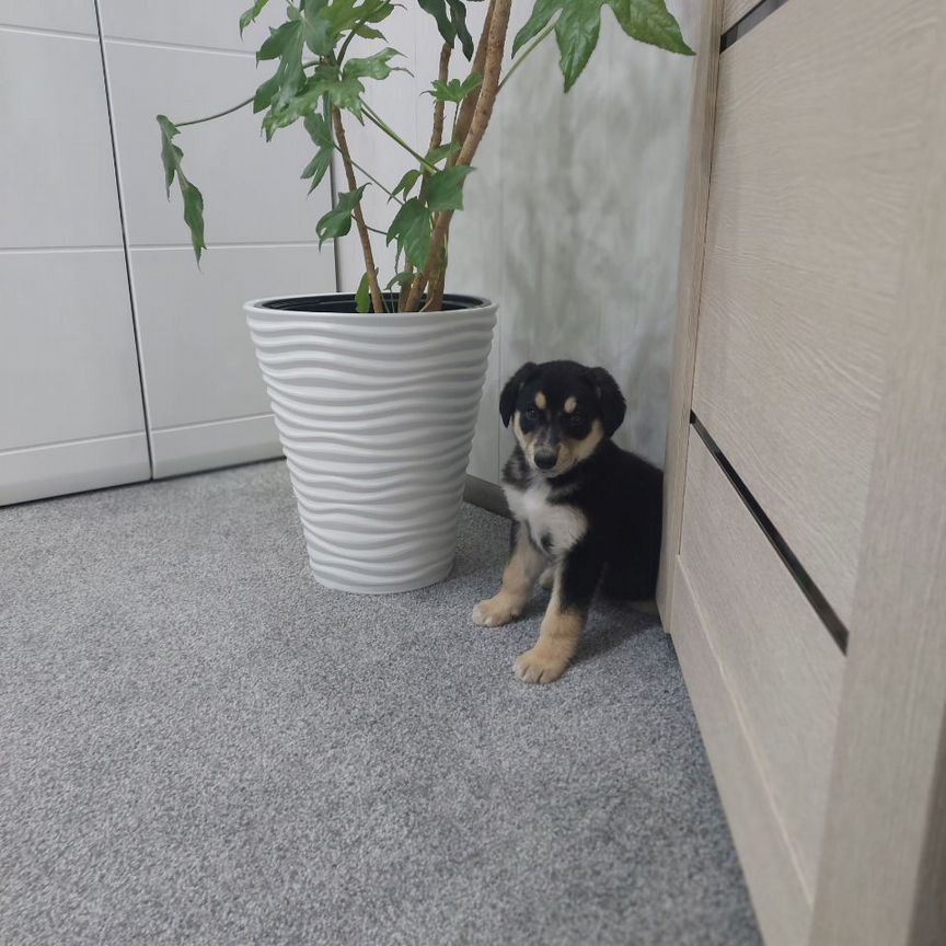 Щенок в добрые руки