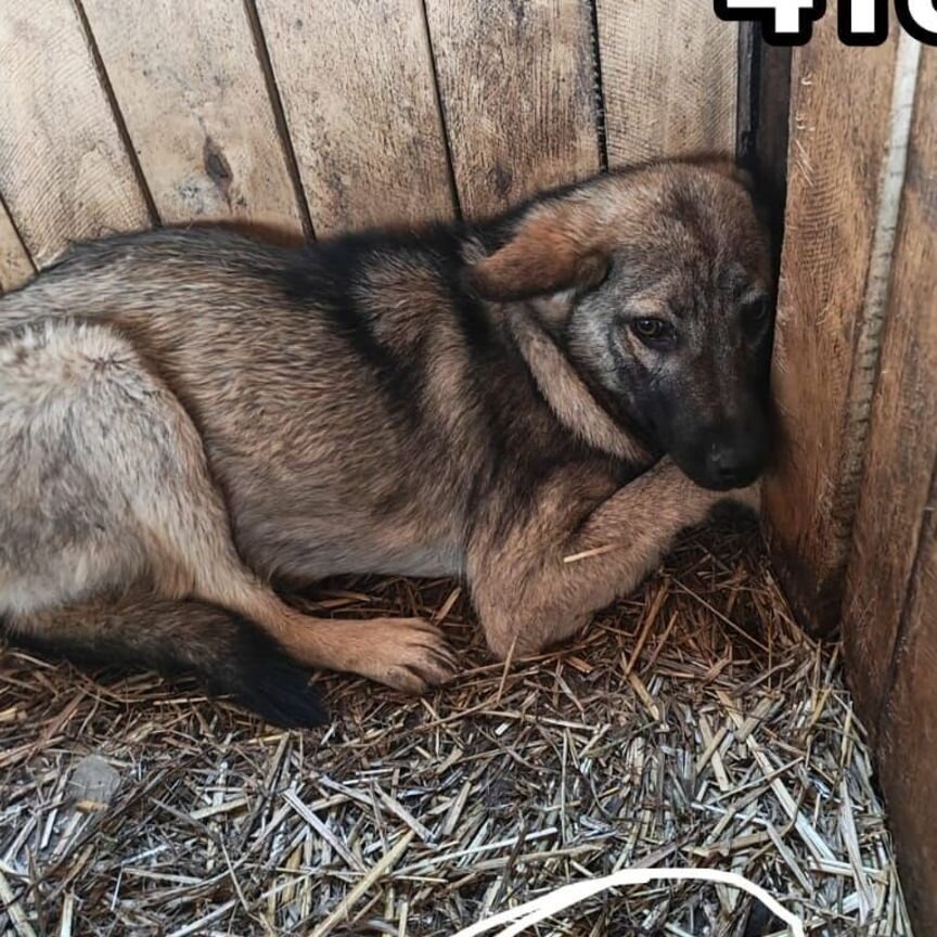 Щенок в добрые руки