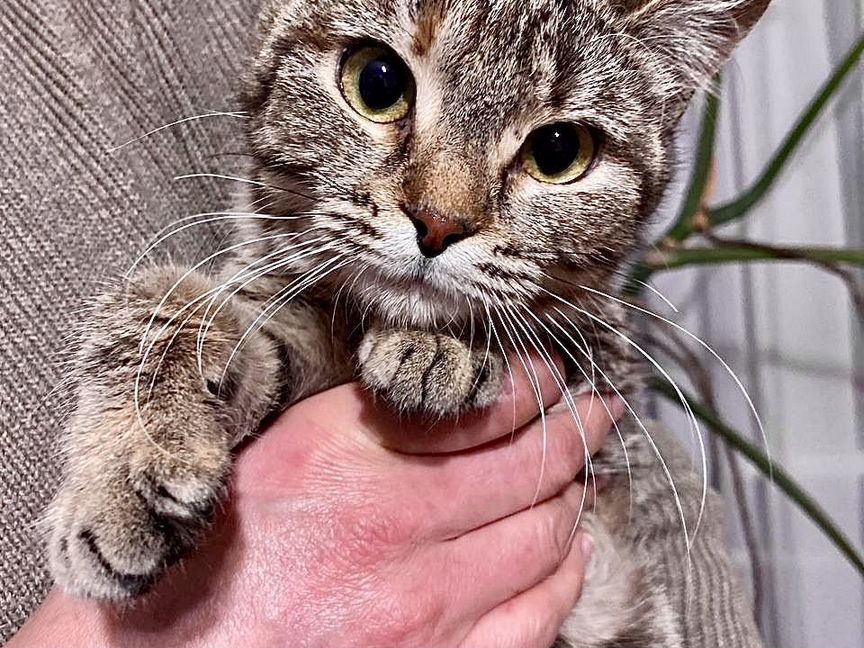 Малышка Верочка ищет дом