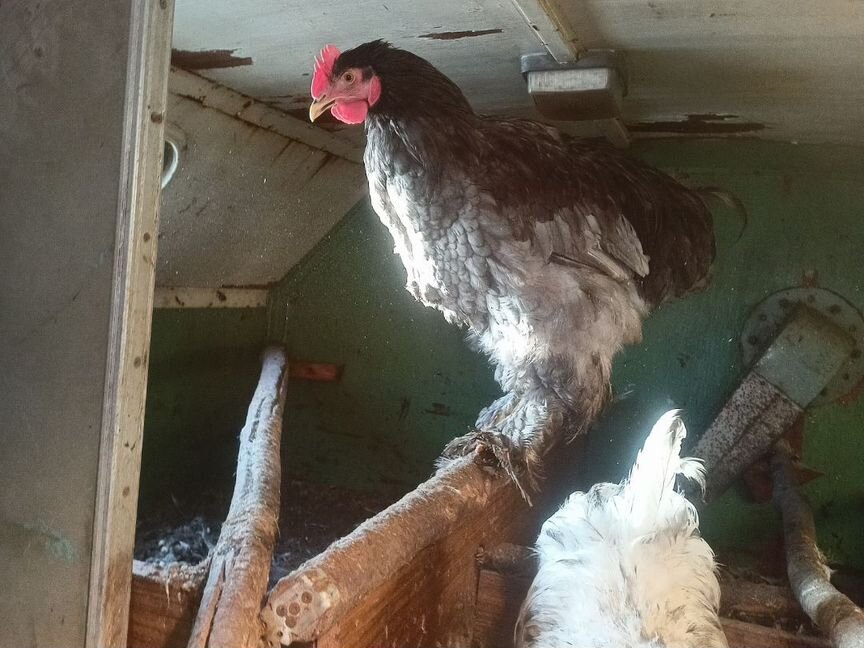 Петухи кохинхин,брамо