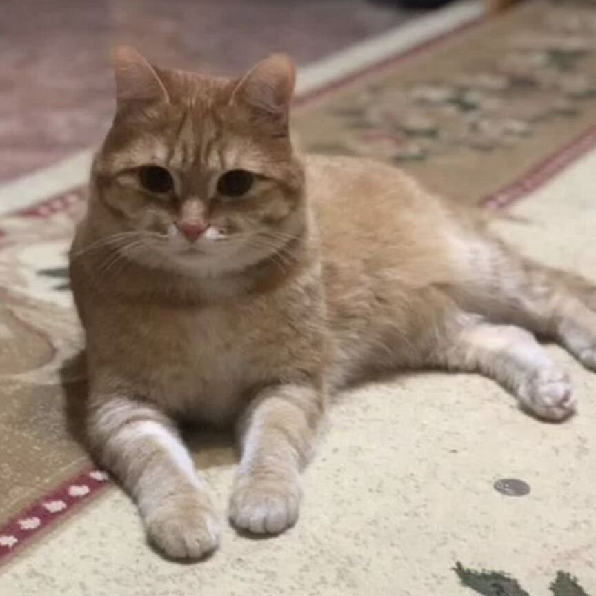 Взрослый кот в добрые руки