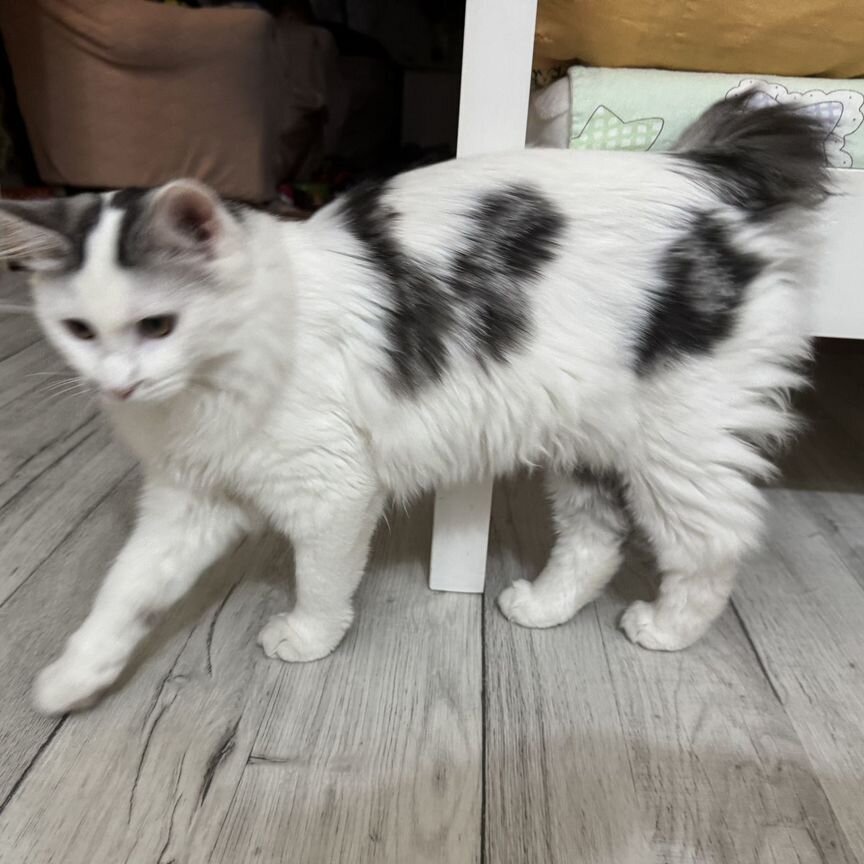 Карельский бобтейл котёнок