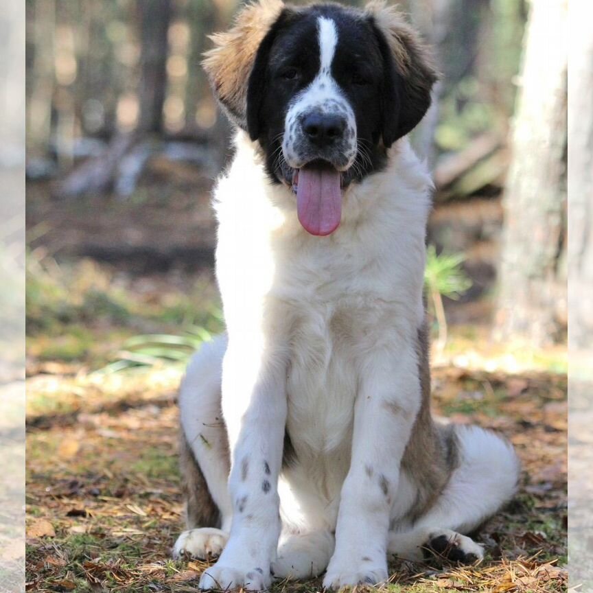 Московская сторожевая