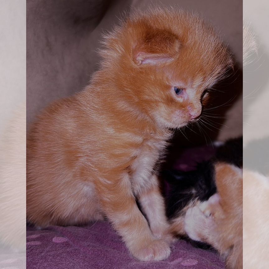 Мейн-кун котёнок