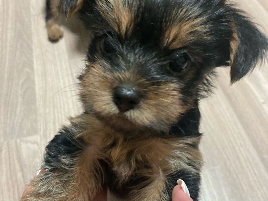 Йоркширский терьер щенки