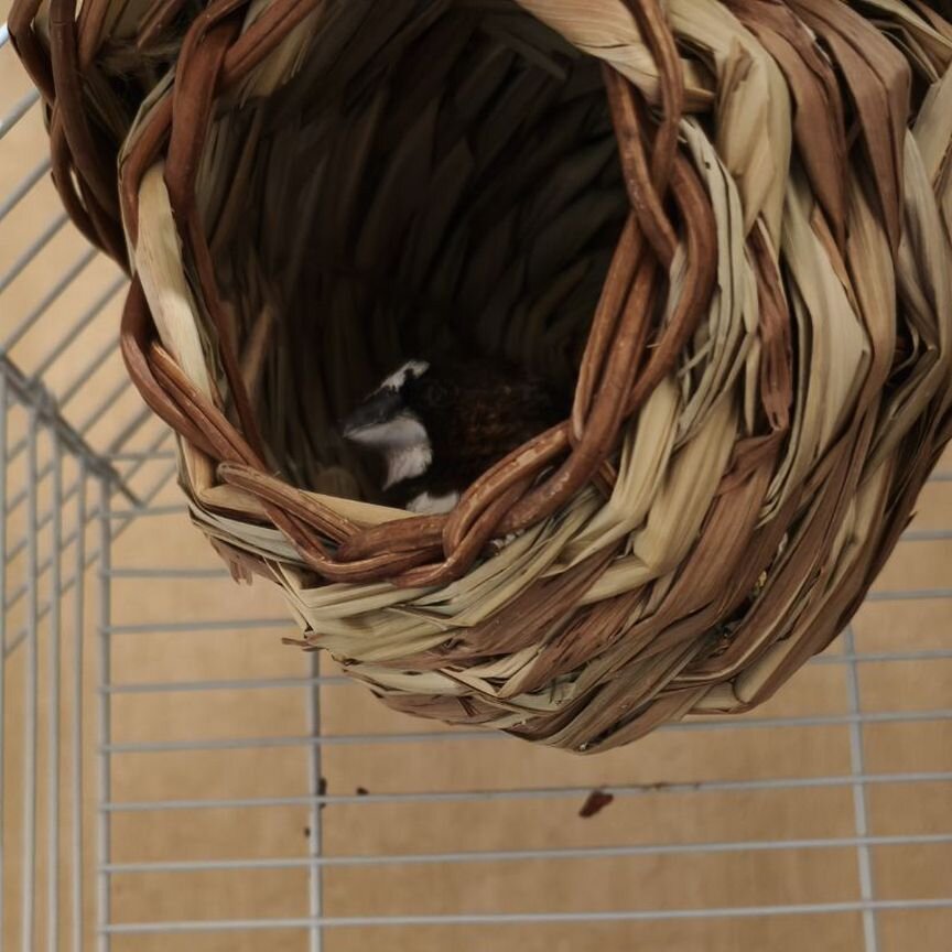 Амадина с клеткой