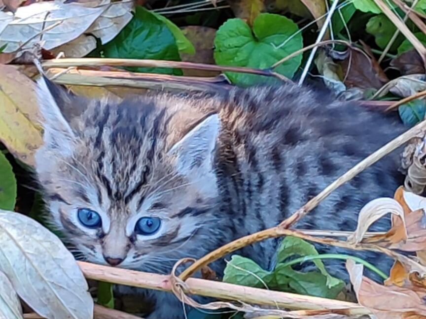 Беспородные котята