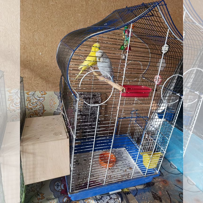 Волнистый попугай