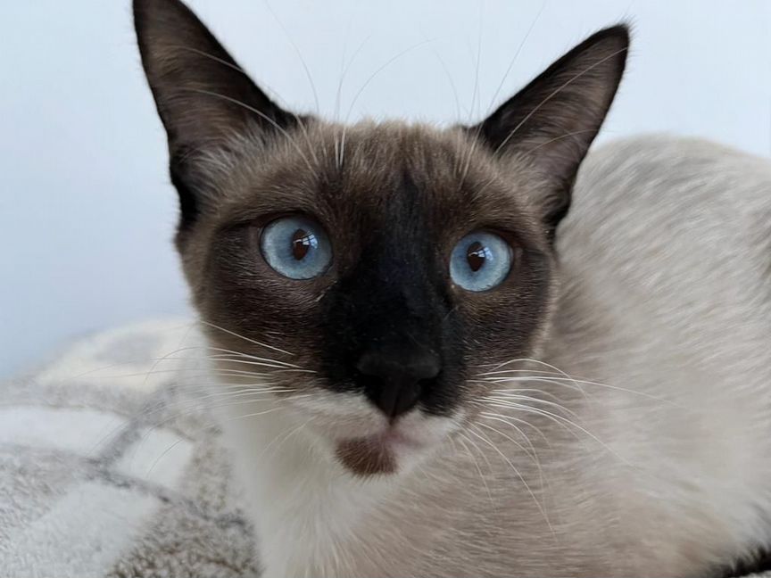 Сиамская голубоглазая красота, стерильна, 6мес