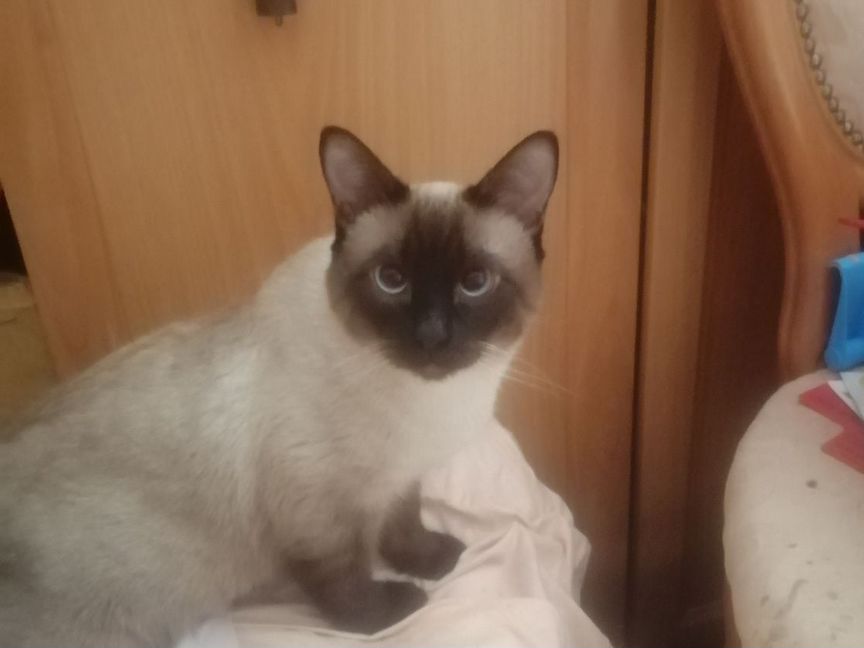 Меконгский бобтейл мальчик 10 месяцев