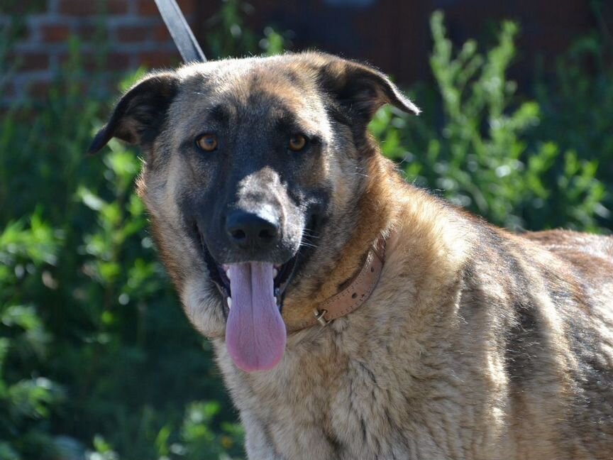 Джулия ищет дом