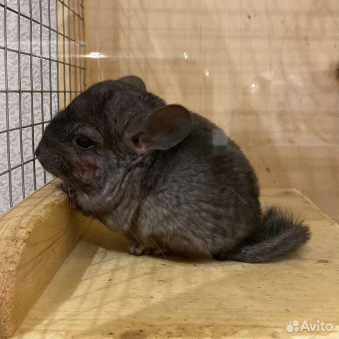 Щенок шиншиллы мальчик